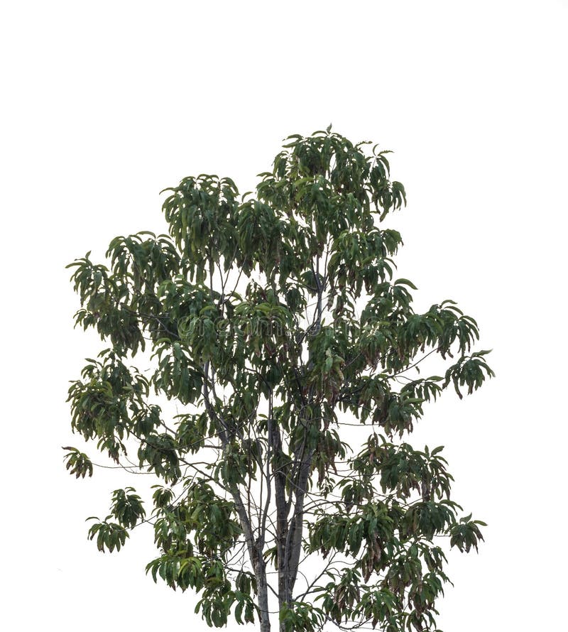 Tree Isolation on White Background Stock Image - Image of environment ...