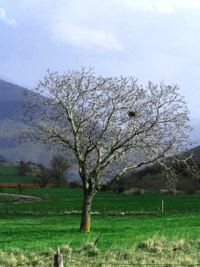 The tree stock image. Image of mountain, nature, land - 84077529