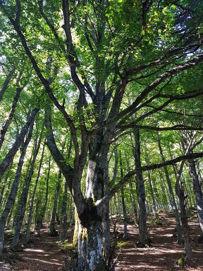 A Tree in the Italian Woods Stock Image - Image of nature, leaf: 268458409