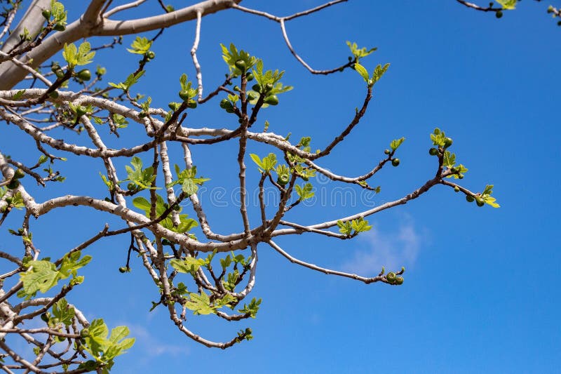 Tree with Its Branches Adorned with Lush, Green Foliage Stock Photo ...