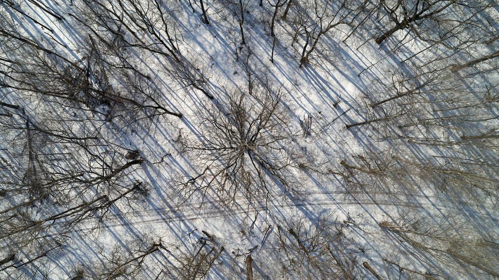 Tree with Its Branches Spread Out in the Snow Stock Image - Image of ...