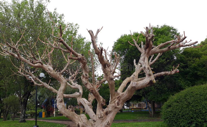 Twigs that look like webs stock photo. Image of like - 129782976