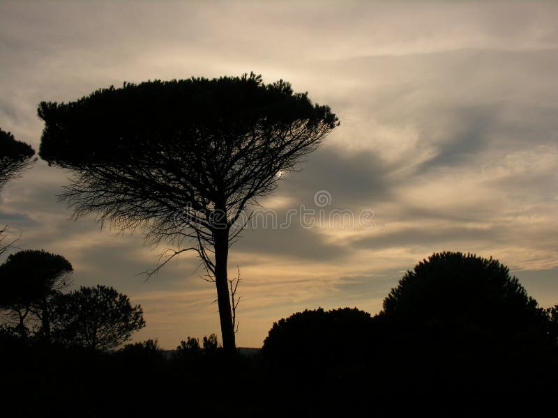 Tree in its forms a stock image. Image of evergreen - 122890451