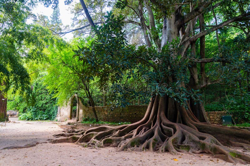 Tree with Its Long Roots on the Ground Stock Image - Image of plant ...
