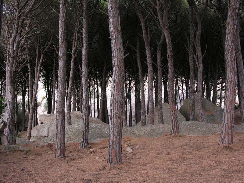 Tree in its forms c stock photo. Image of landscape - 122890522