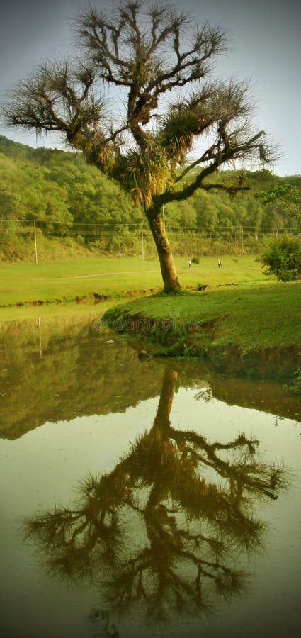 Tree And Its Reflection Picture. Image: 4030698