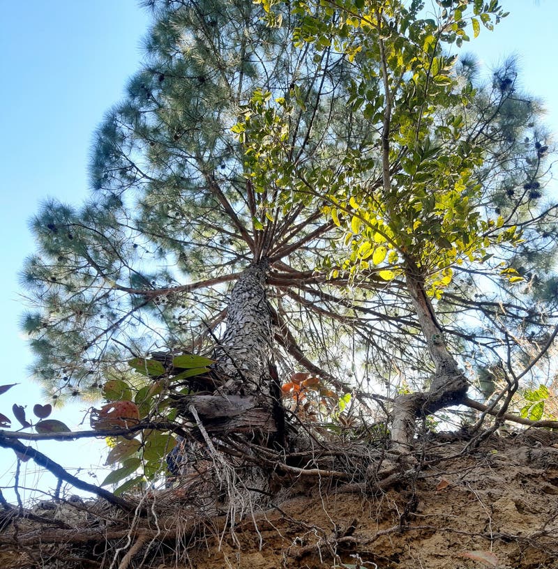 Tree from its roots stock image. Image of roots, greentree - 204288345