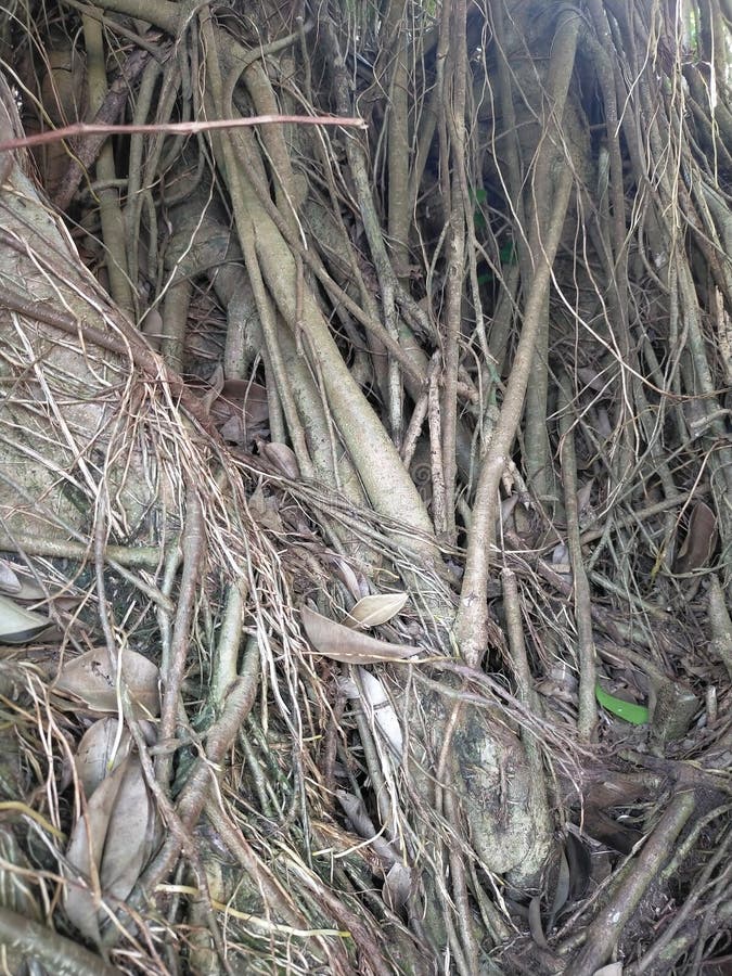 A Tree with Its Roots Sticking Out. Roots Piled Up Around the Tree ...