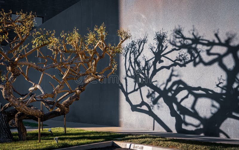 Tree with Its Shadow in the Area of the Eric Owen Moss Architects Los ...