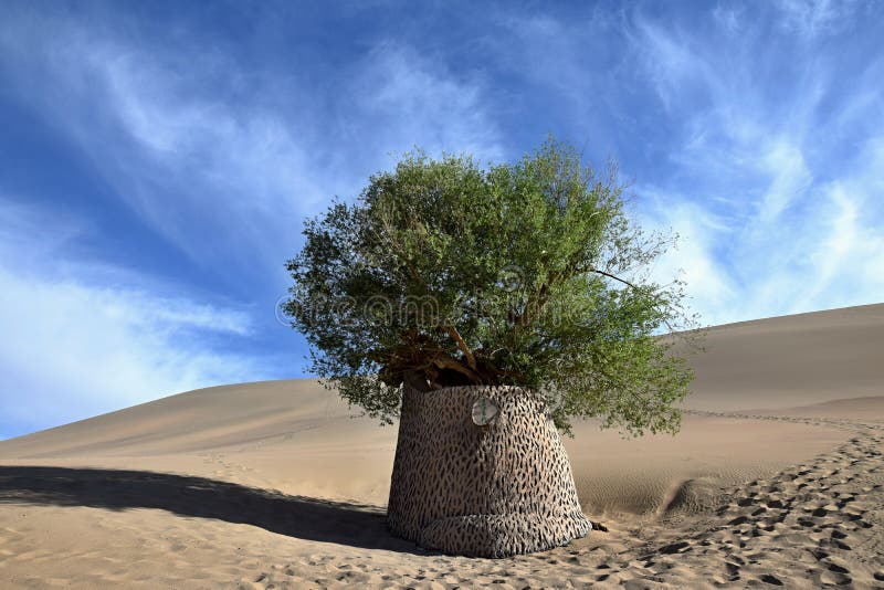 Tree and Its Shadow in the Desert Stock Photo - Image of fauna, view ...