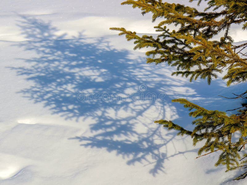 The Tree and Its Shadow in the Forest Stock Photo - Image of season ...