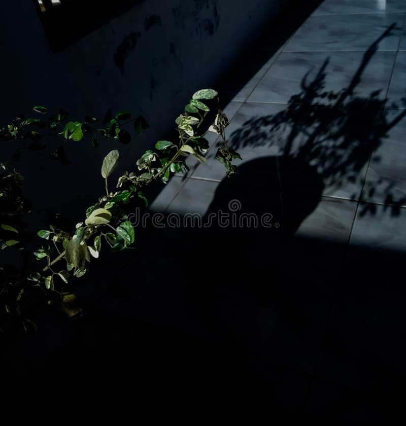 Tree and its shadow stock photo. Image of blue, green - 209196502