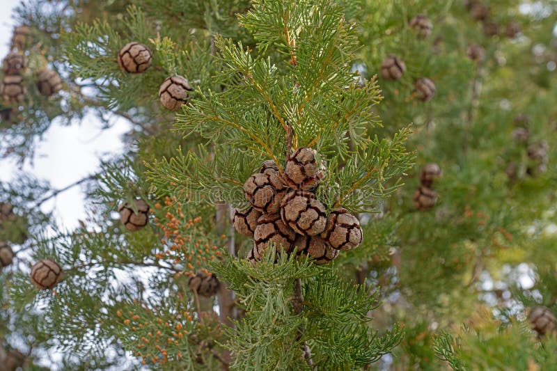 The Tree and Its Small Cones, Also Known As Cemetery Cypress in Turkey ...