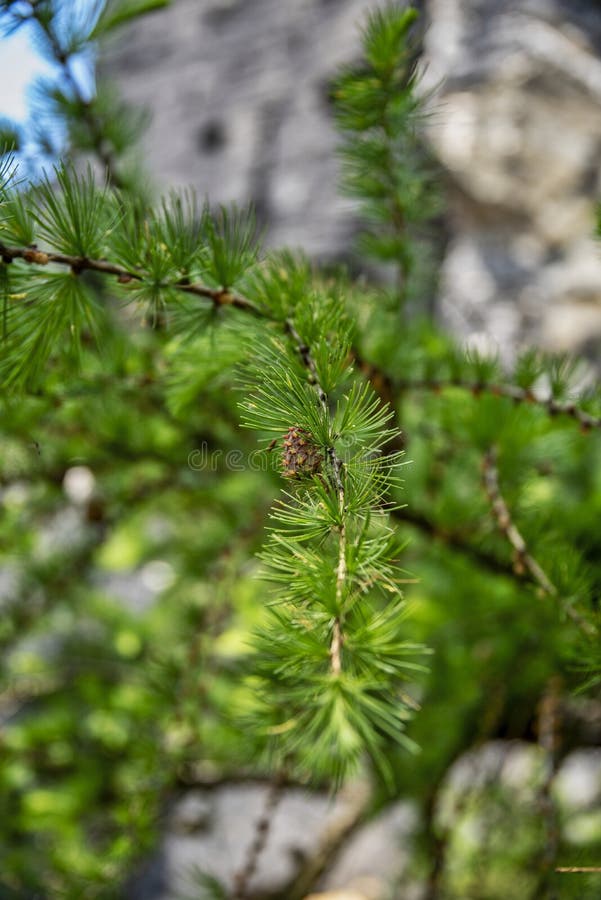 The Tree and Its Small Cones Stock Image - Image of flower, landscapes ...