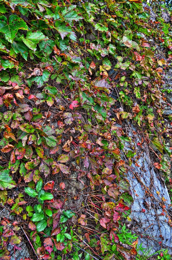 Tree with ivy stock image. Image of bark, fall, vines - 44896503