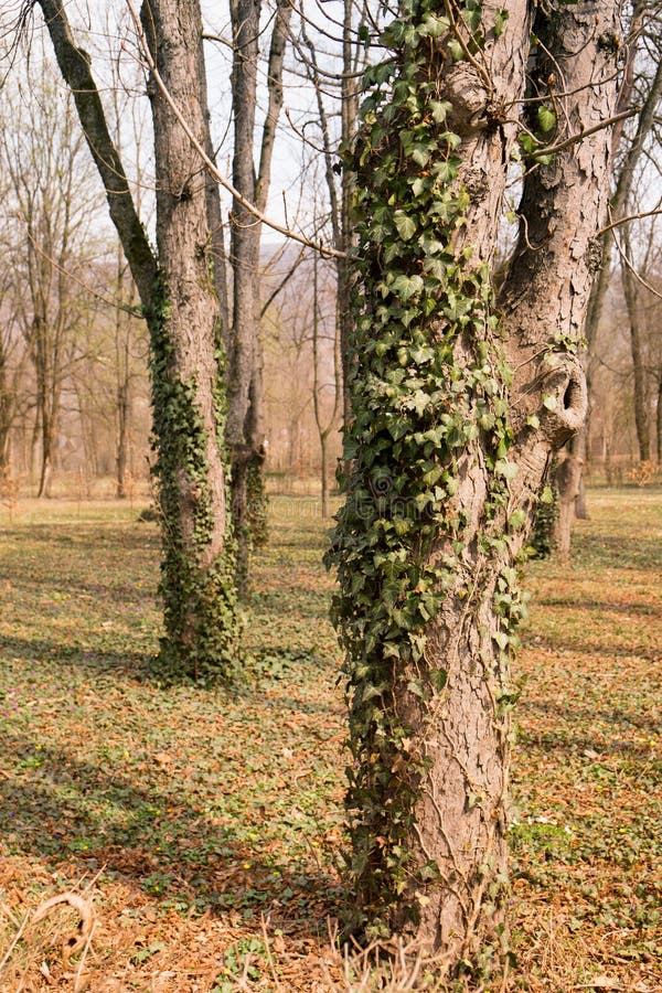 Tree with Ivy in the Forest on Stock Photo - Image of plant, sunlight ...