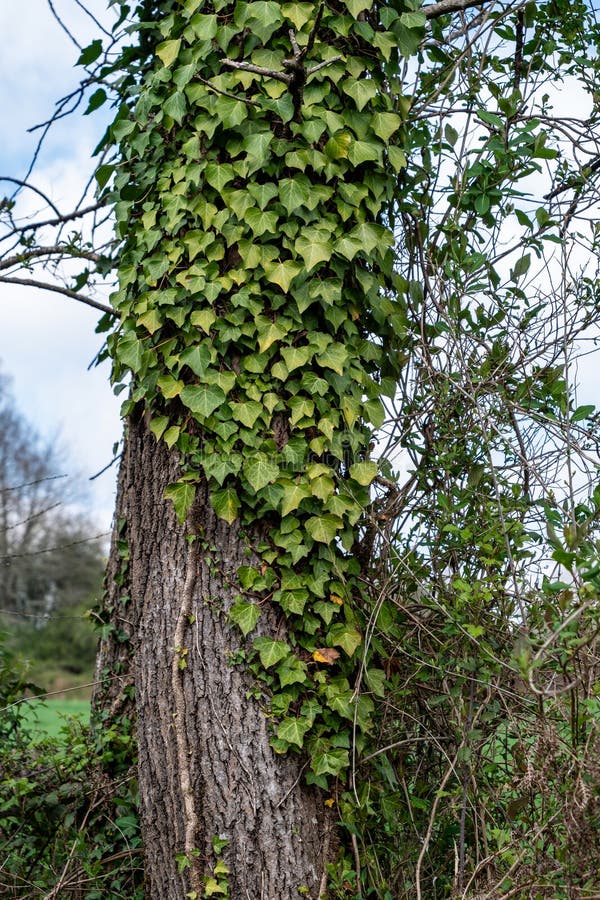 Tree with Ivy Growing Up Its Trunk. the Ivy is Green and Has a Lot of ...