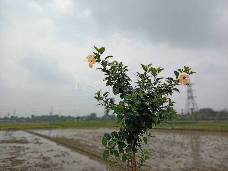 A tree stock photo. Image of shrub, morning, produce - 224069704