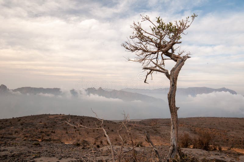 Tree on Jabal Shams, Oman stock image. Image of wakan - 187028675