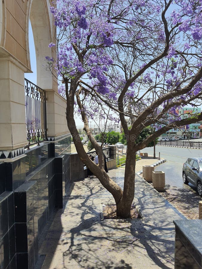 Tree jacaranda Park stock image. Image of plant, jacaranda - 249127261