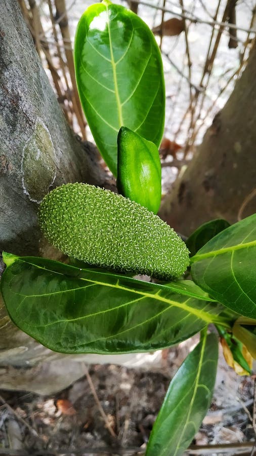 Tree of jack tree stock photo. Image of fruit, food - 176235816
