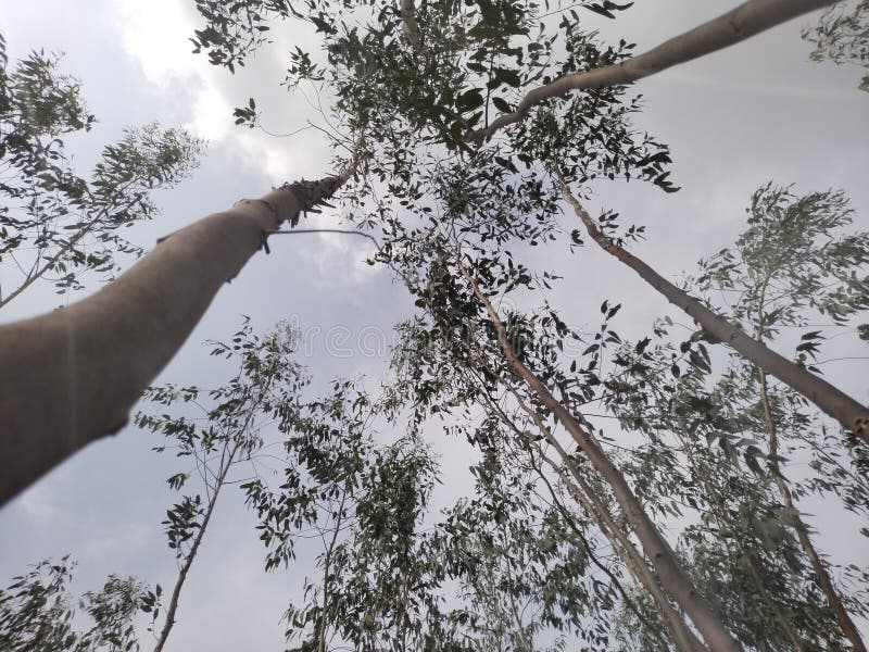 Tree in the jangle stock photo. Image of jangle, autumn - 222091024