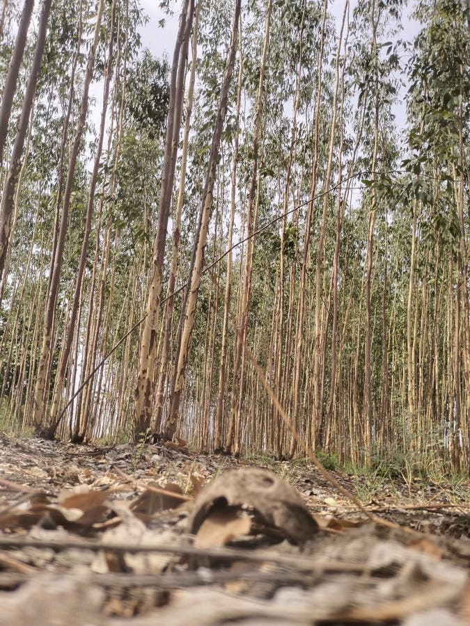 Tree in the jangle stock photo. Image of trail, forest - 222090820