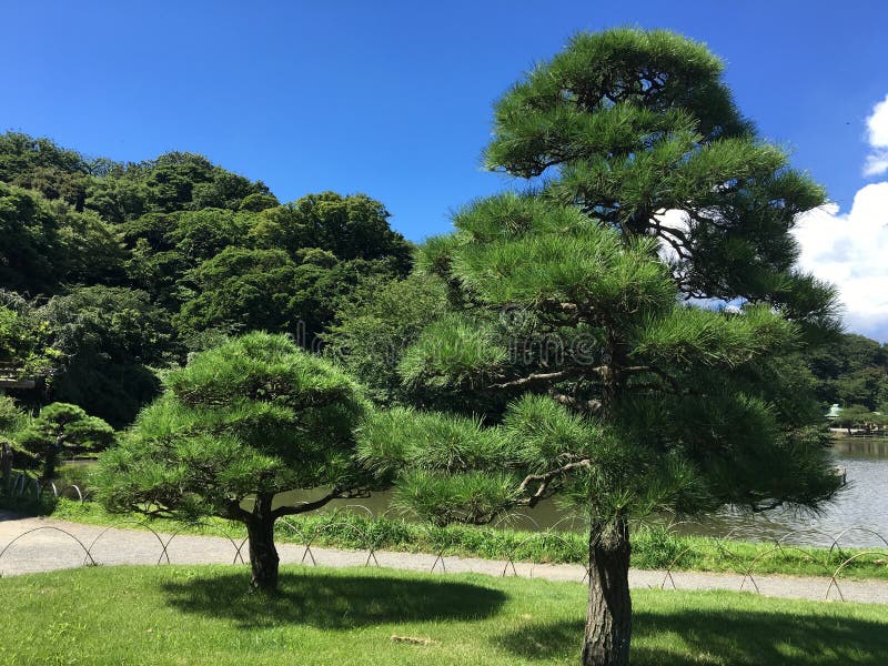 TREE JAPAN stock photo. Image of original, japan, asia - 89840476