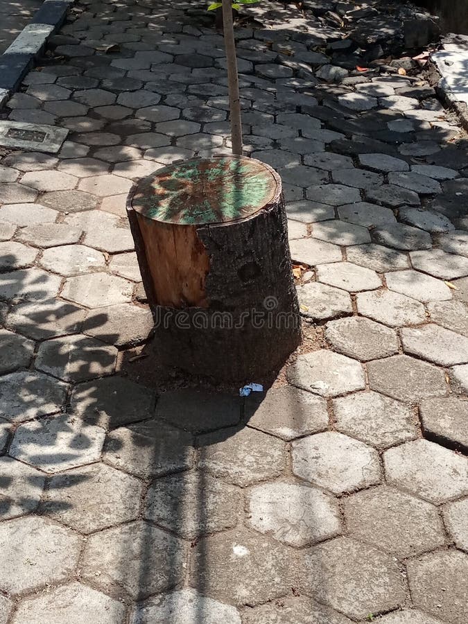Tree Jati Dead at Street Trotoar Stock Photo - Image of jati, dead ...