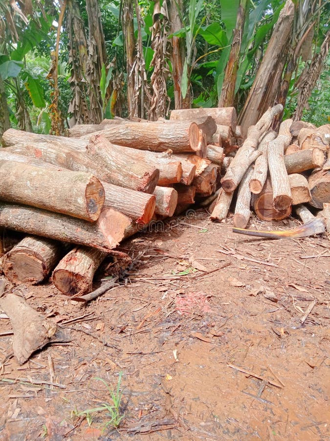 Tree jati stock image. Image of forest, natur, tree - 262647909