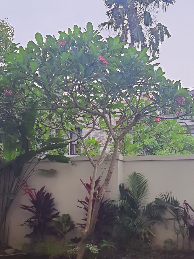 Tree Jepun Flower stock photo. Image of tree, jepun - 262065504