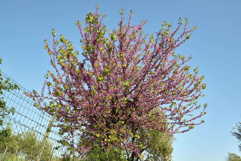Tree of judas stock photo. Image of judas, bush, redbud - 64280872
