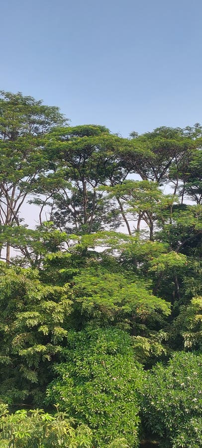 Tree, Juggle,cemara, Green, Beatiful Stock Photo - Image of jugle ...