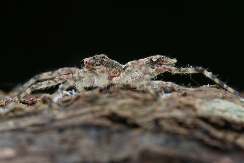 Tree Jumping Spider on the Branch Stock Photo - Image of close ...