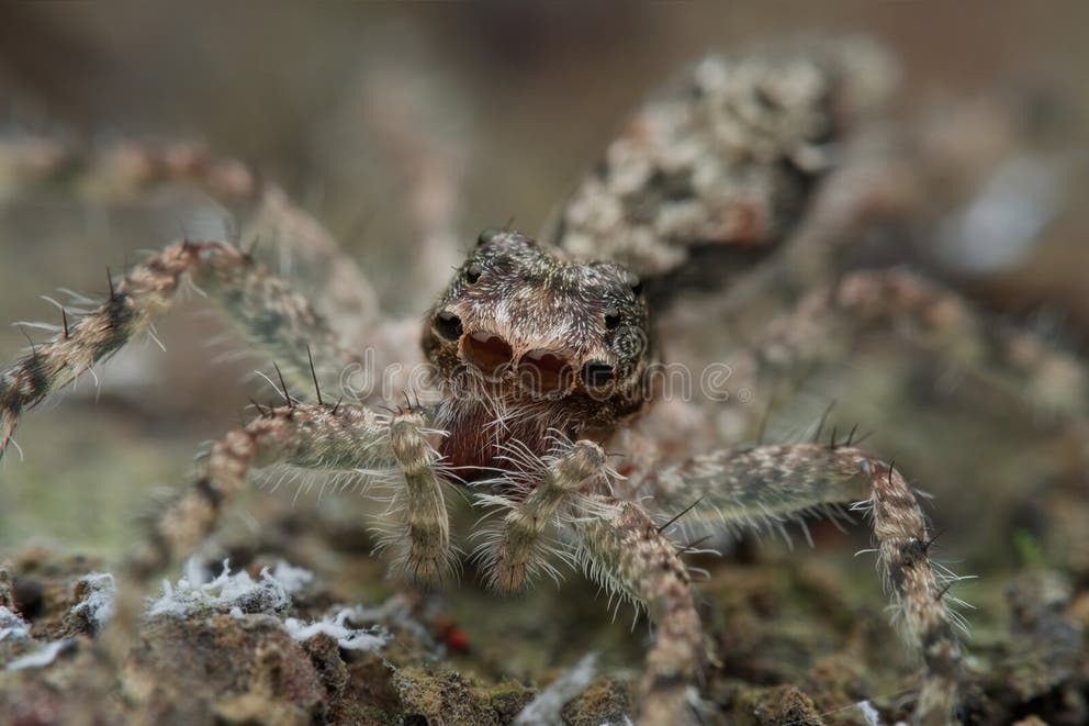 Tree Jumping Spider on the Branch Stock Image - Image of environment ...