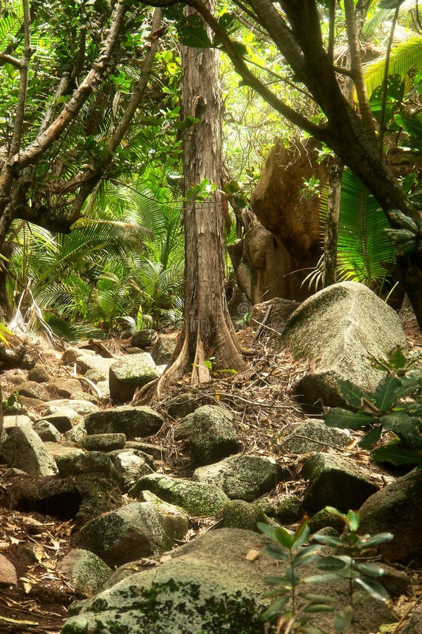 Tree in the jungle stock photo. Image of blue, islands - 11998522