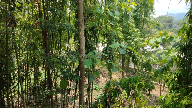 Tree and jungle stock image. Image of jungle, plantation - 221085415