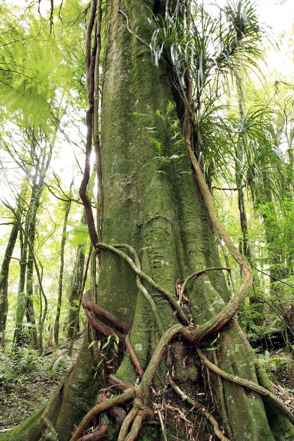 Tree in jungle stock image. Image of plants, natural, green - 3156501