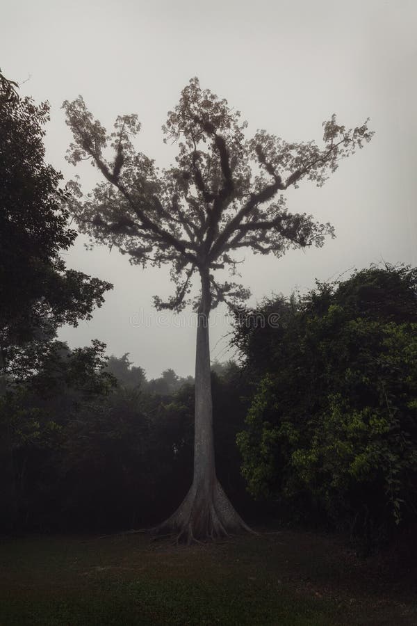 Tree in the Jungle of Guatemala Near Tikal Stock Image - Image of ...