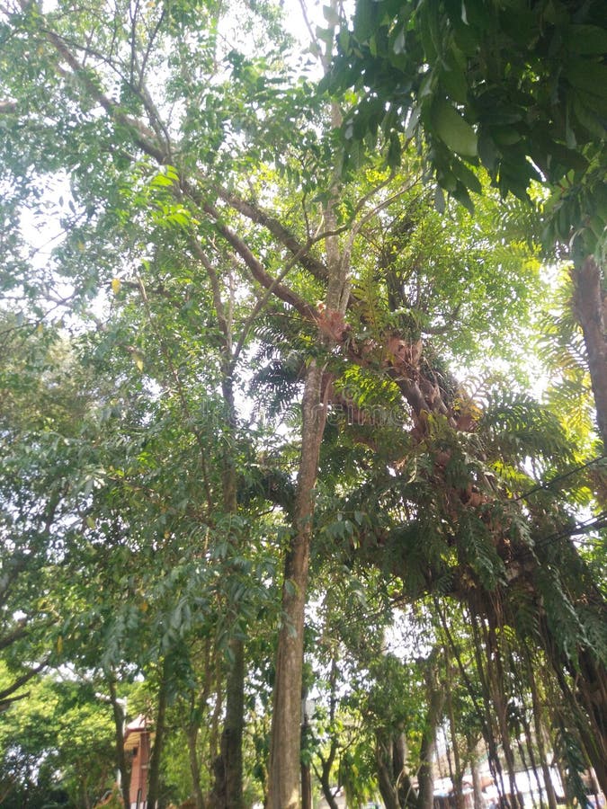 Tree jungle stock image. Image of tropical, earth, jungle - 279086831