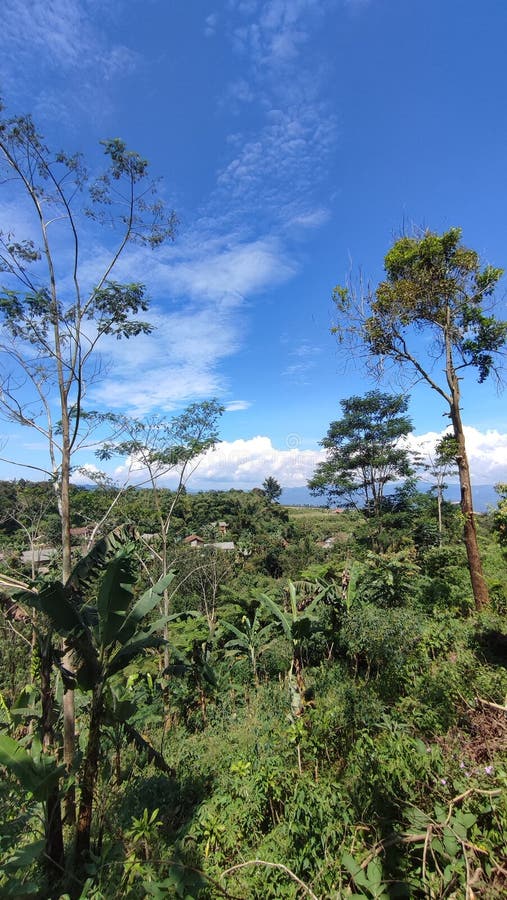 Tree in the Jungle at Noon with Bright Sky Stock Image - Image of tree ...