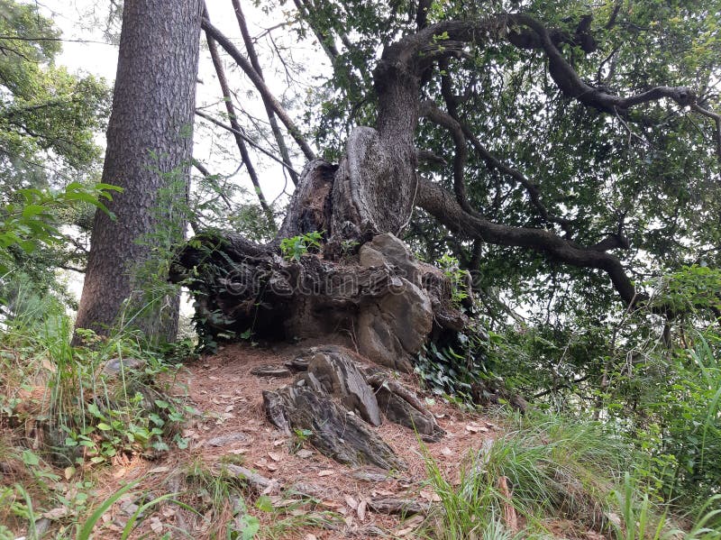 Huge Knotty Tree Stock Photos - Free & Royalty-Free Stock Photos from ...