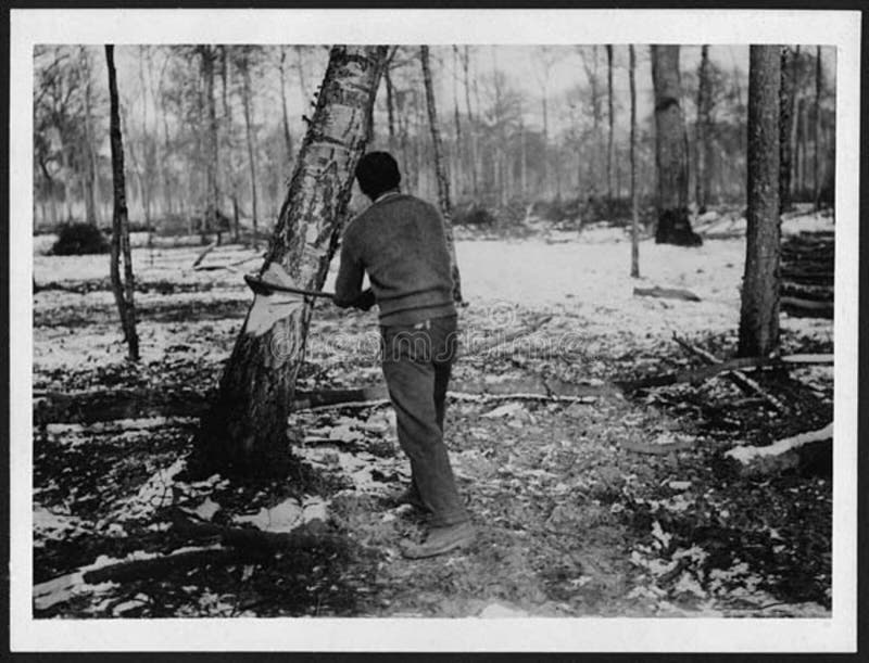 Tree Just Falling Picture. Image: 224202767