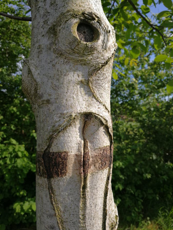 Tree stock image. Image of tree, wood, nature, special - 94944421