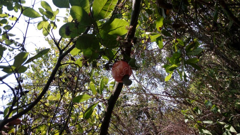 Tree of a kaju stock image. Image of woodland, fruit - 178925227
