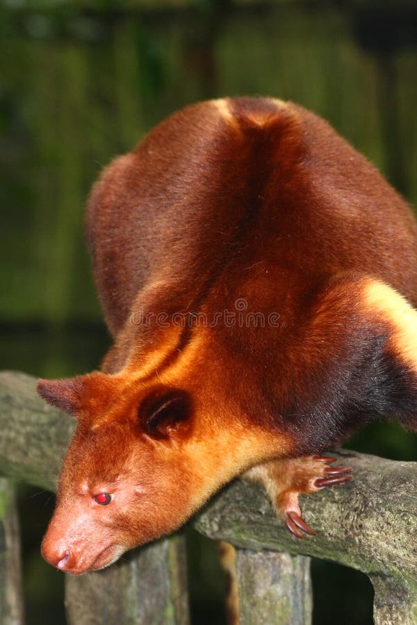 Tree Kangaroo stock photo. Image of sitting, australia - 11282090