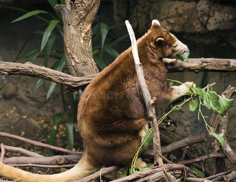 Matschie S Tree Kangaroo (Dendrolagus Matschiei) Stock Image - Image of ...