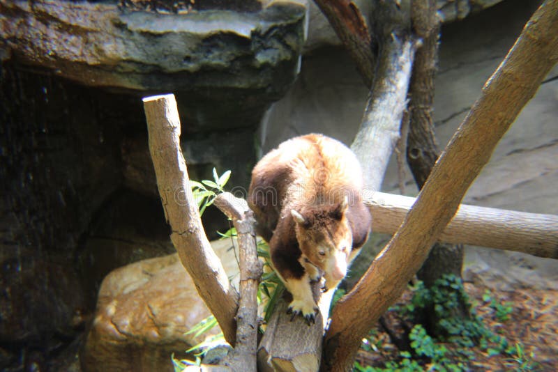 Tree kangaroo stock image. Image of rock, forest, jungle - 219374569