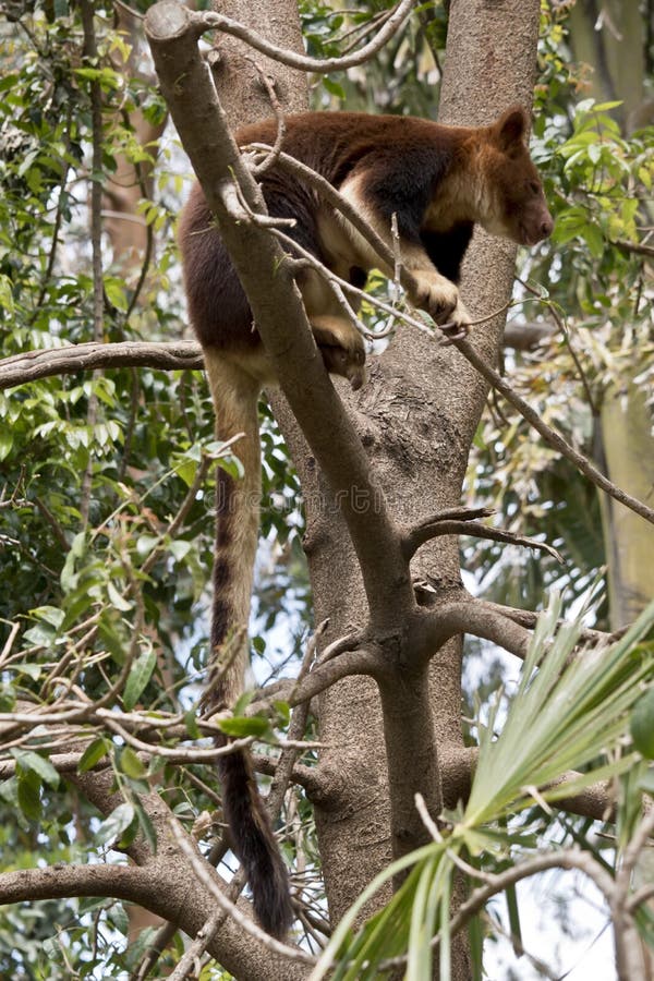 Rufous Rat kangaroo stock image. Image of endangered - 12675409