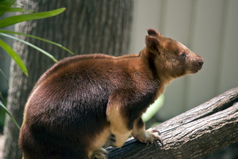 The Tree Kangaroo is Climbing Up a Branch Stock Photo - Image of ...